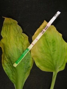 Hosta Virus X - Agdia EMEA