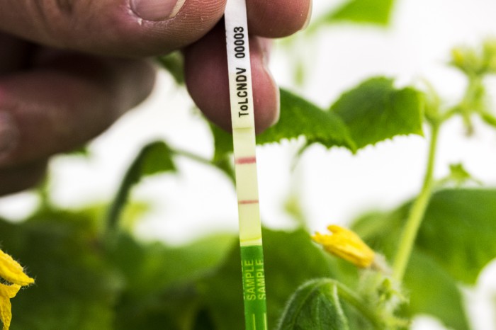 New ImmunoStrip® for Detection of Tomato leaf curl New Delhi virus ...